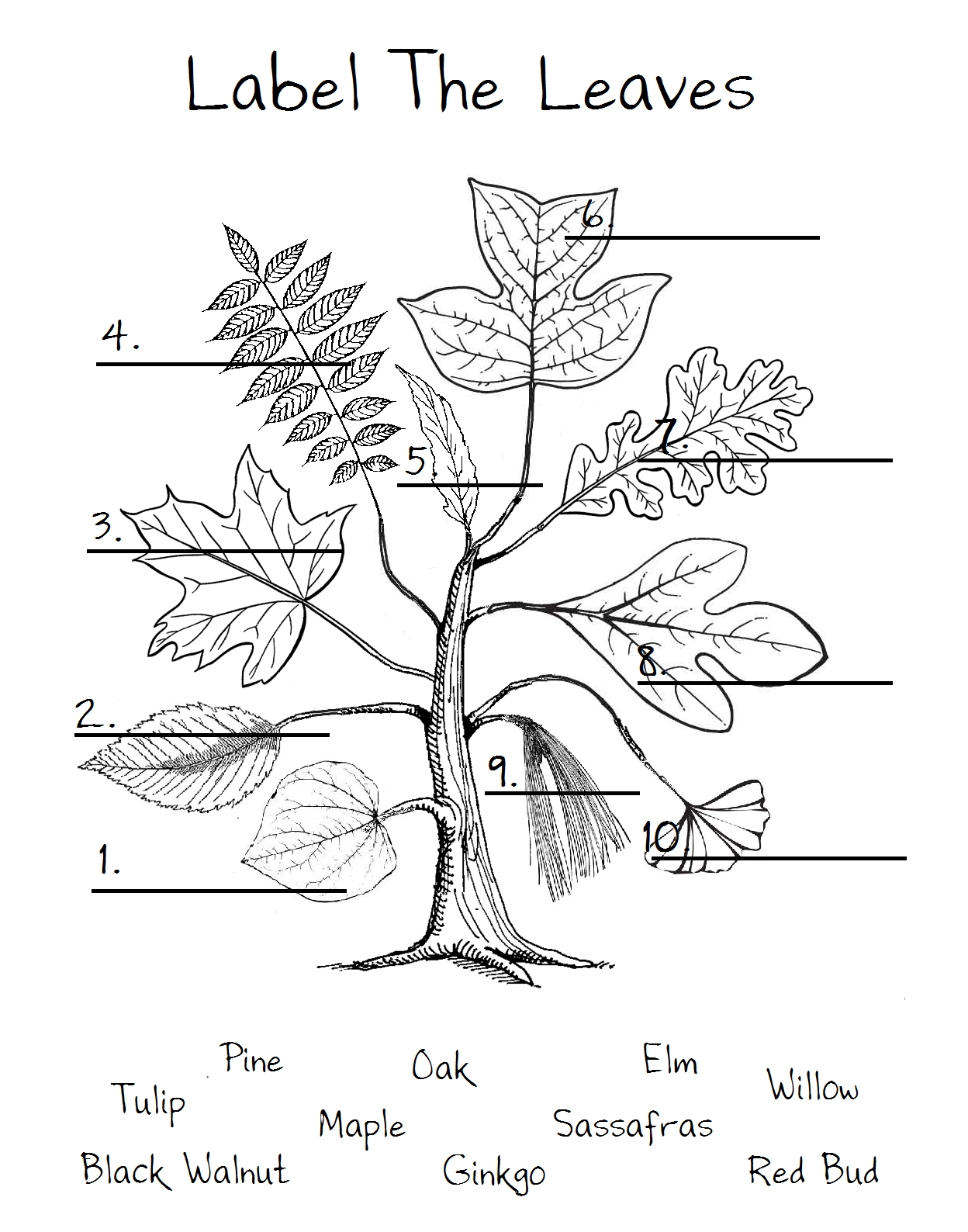 Leaf Anatomy Key Coloring Sheet Coloring Pages Leaf Anatomy Key Coloring Sheet Coloring Pages